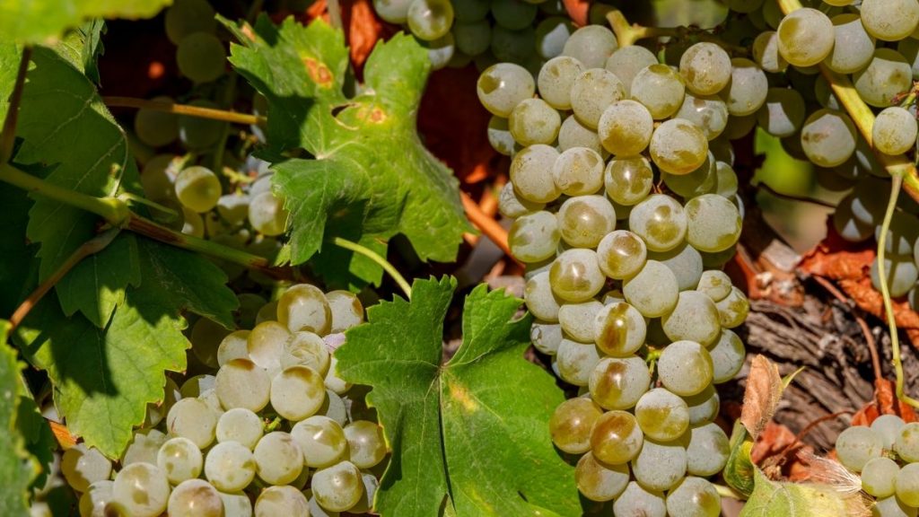 Castilla-La Mancha y la revolución del verdejo - Revista Alimentos